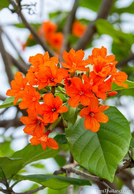 Flowering Trees of Thailand – Geiger Tree - Tim's Thailand