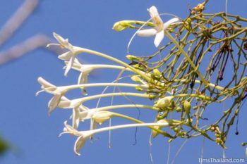 Flowering Trees of Thailand – Indian Cork Tree - Tim's Thailand