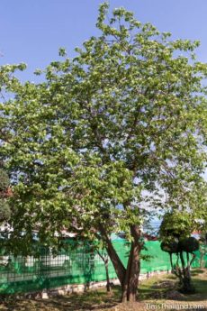 Flowering Trees of Thailand – Lanete - Tim's Thailand