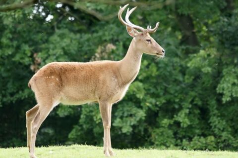 Thailand's Deer - Tim's Thailand